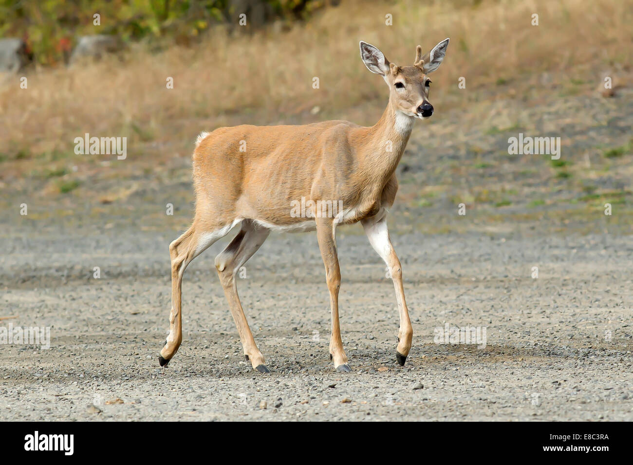 Deer walking hi-res stock photography and images - Alamy