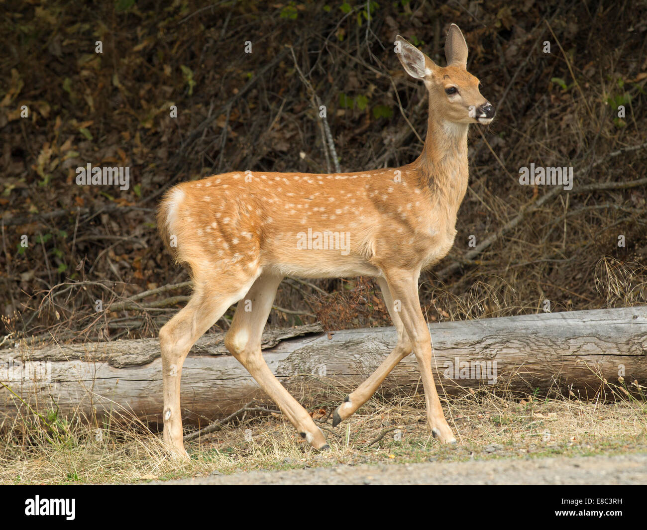Closeup of young fawn Stock Photo - Alamy