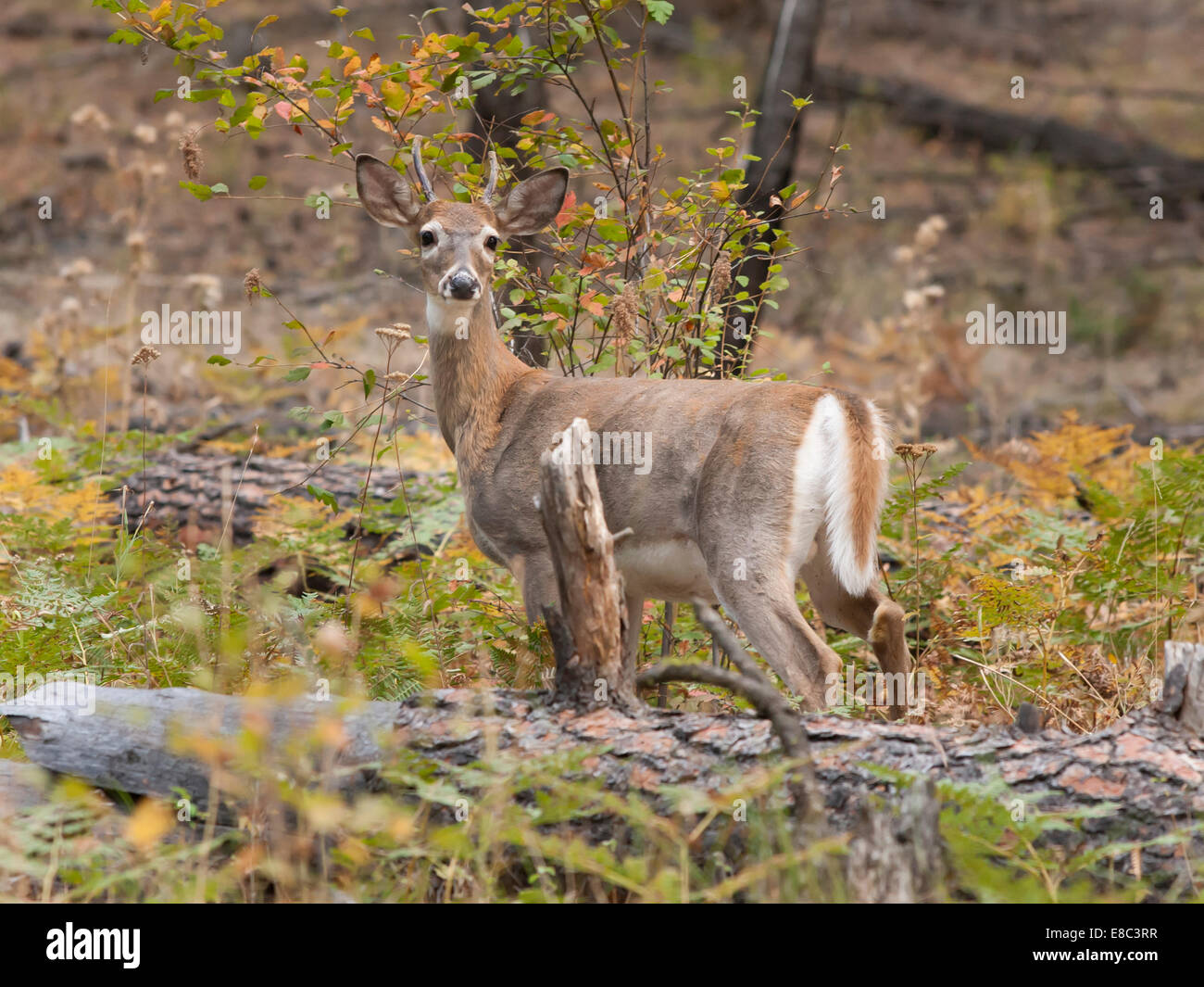 Deer behind fallen log Stock Photo - Alamy