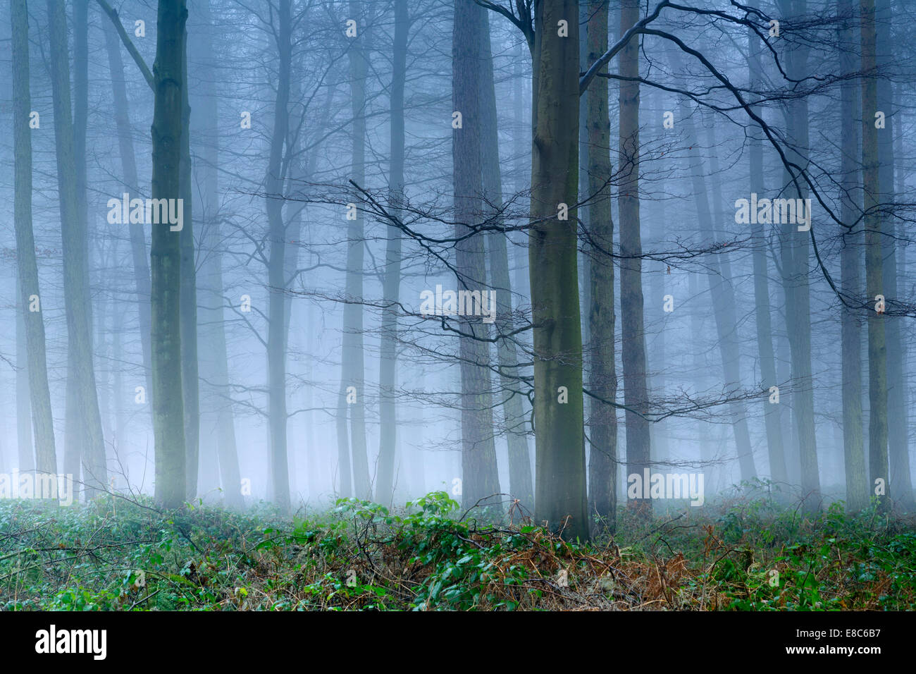 Hovingham Estate misty winter wood Stock Photo - Alamy