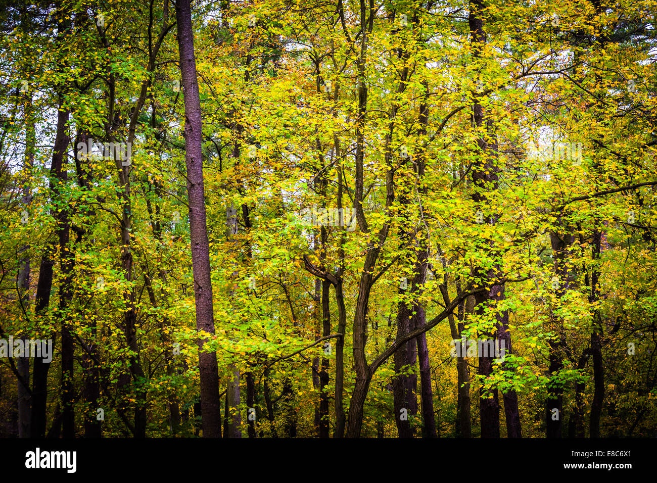 Early autumn colors in a forest Stock Photo - Alamy