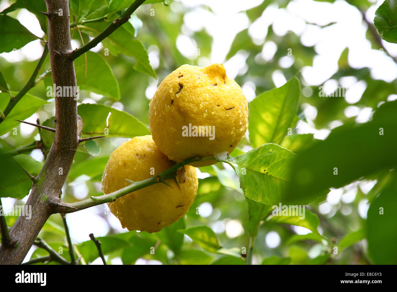 Two lemons on a tree Stock Photo - Alamy