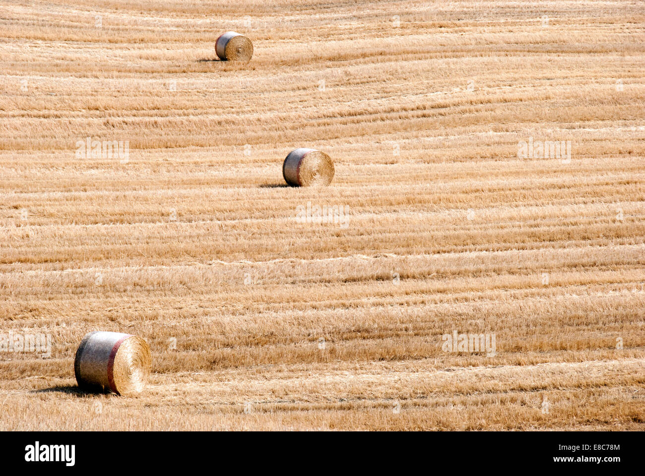 Beautiful golden hay bales on the field Stock Photo - Alamy