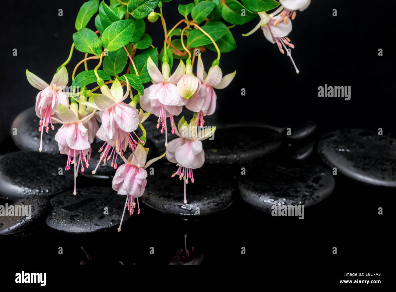 beautiful spa concept of branch fuchsia flower and zen basalt stones ...