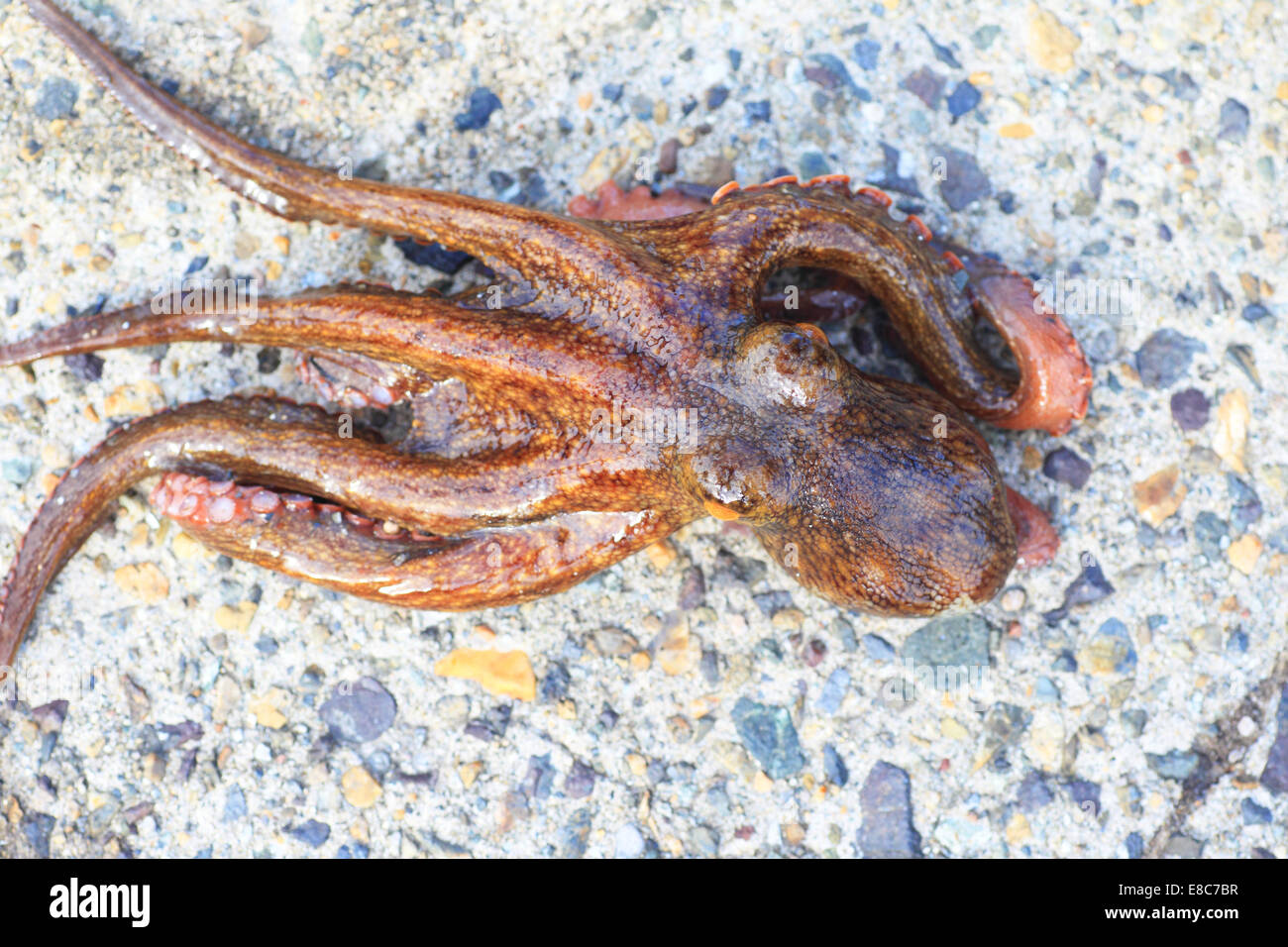 Common octopus (Octopus vulgaris) in Japan Stock Photo - Alamy