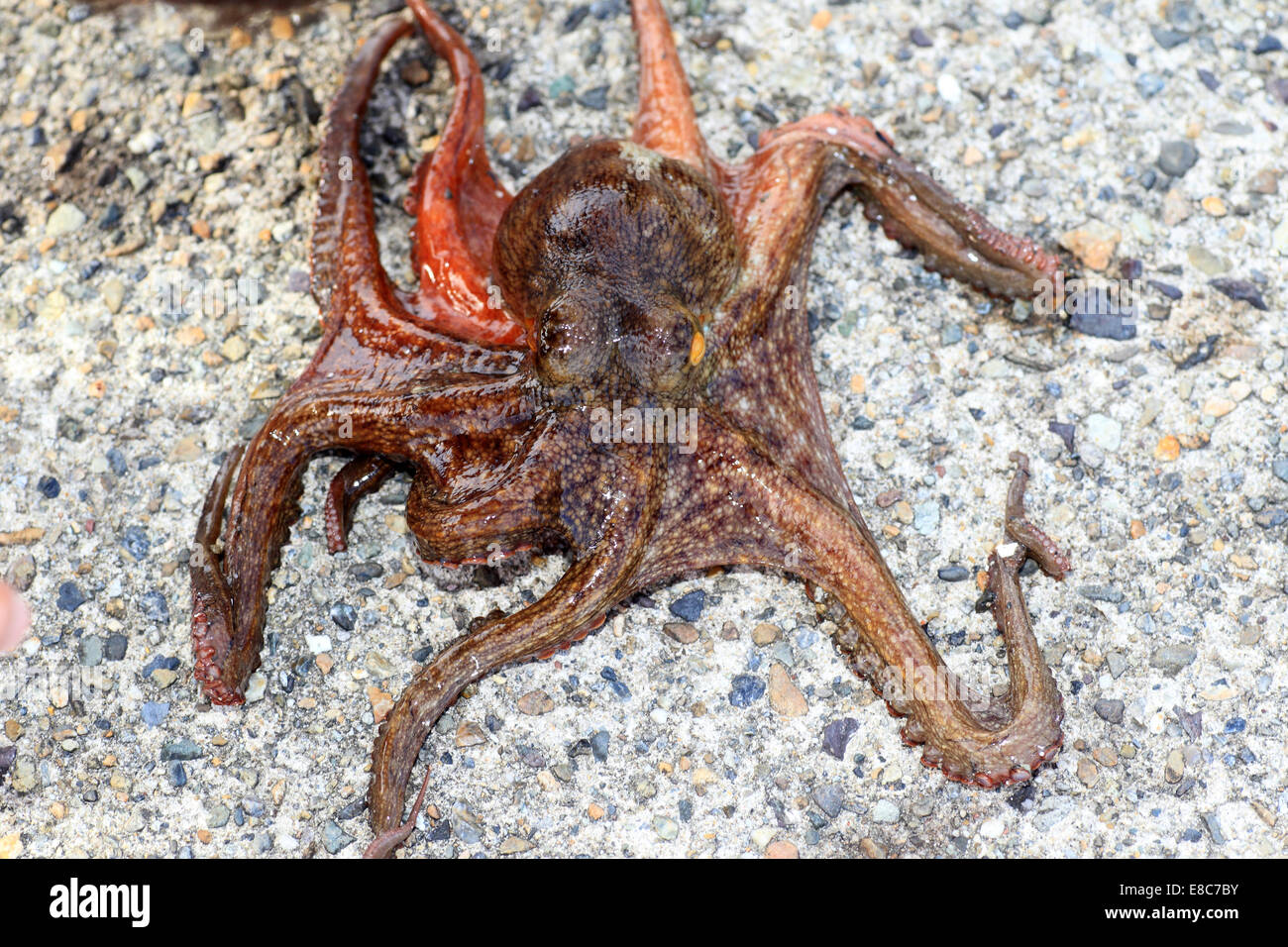 Common octopus (Octopus vulgaris) in Japan Stock Photo - Alamy