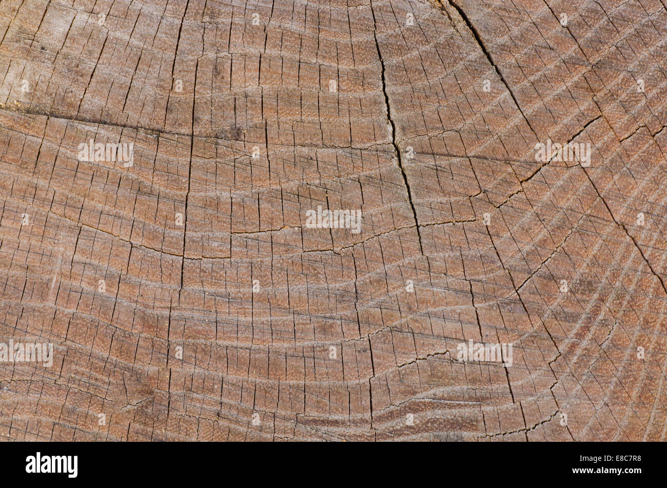 wooden texture background of cut tree Stock Photo - Alamy