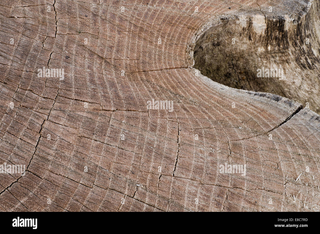 wooden texture background of cut tree Stock Photo - Alamy