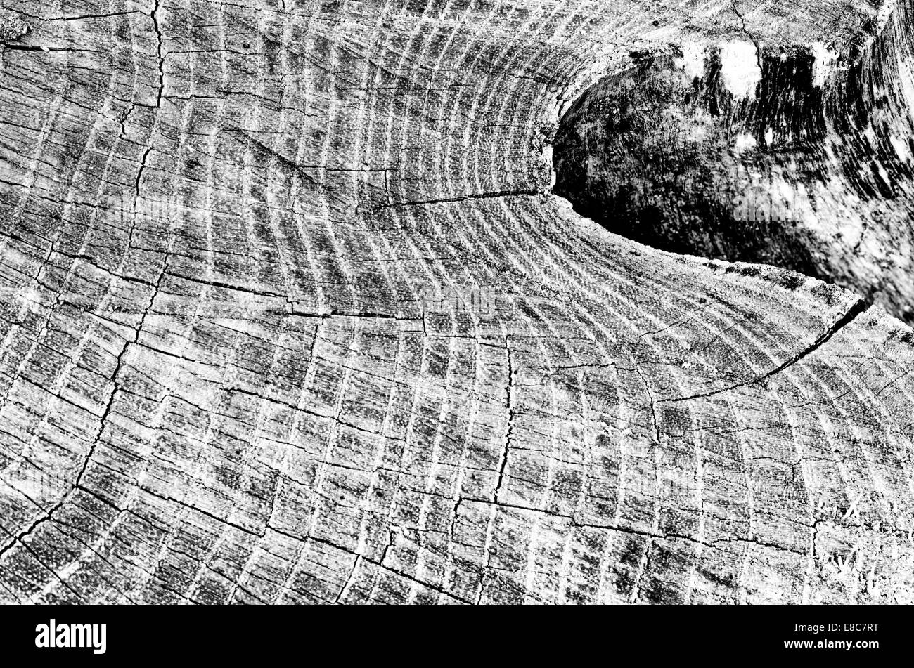 wooden texture background of cut tree Stock Photo - Alamy