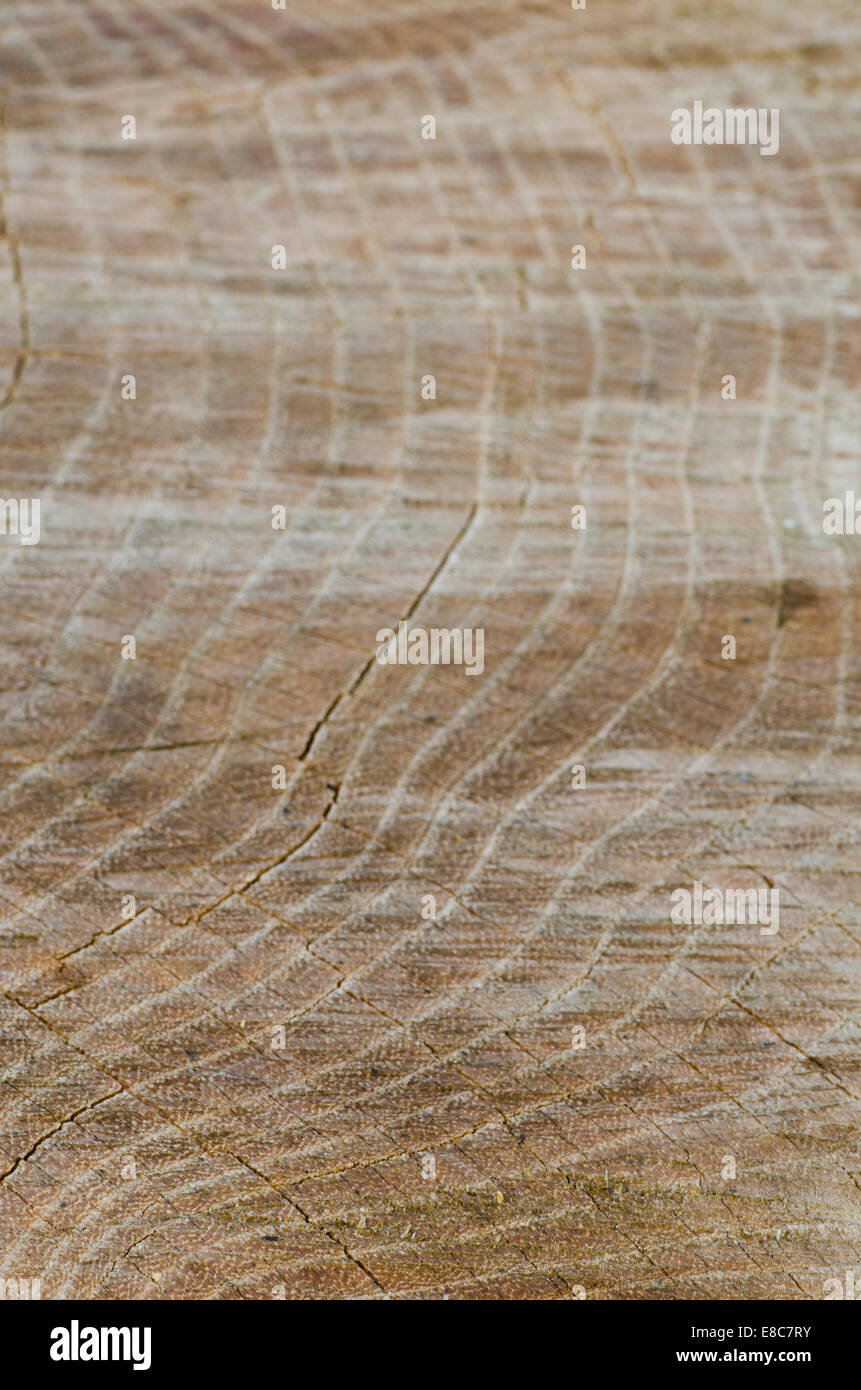 wooden texture background of cut tree Stock Photo - Alamy