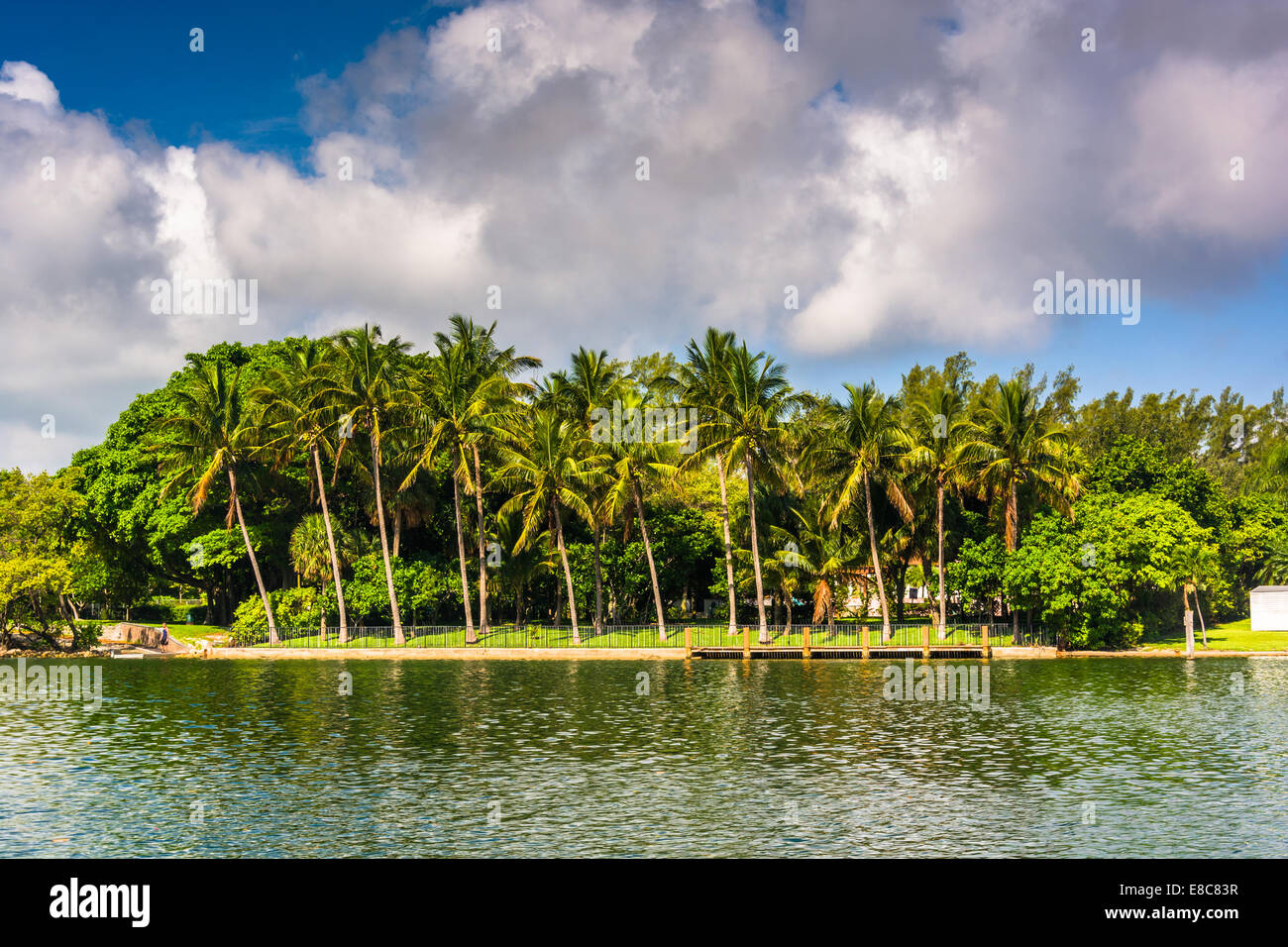 Palm trees along the Collins Canal, in Miami Beach, Florida Stock Photo ...