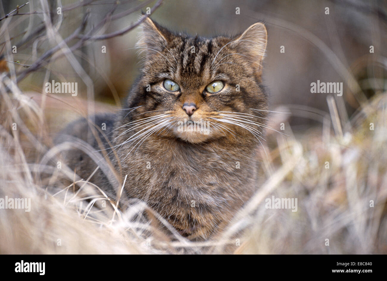 Wild Cat - Felis silvestris Stock Photo - Alamy