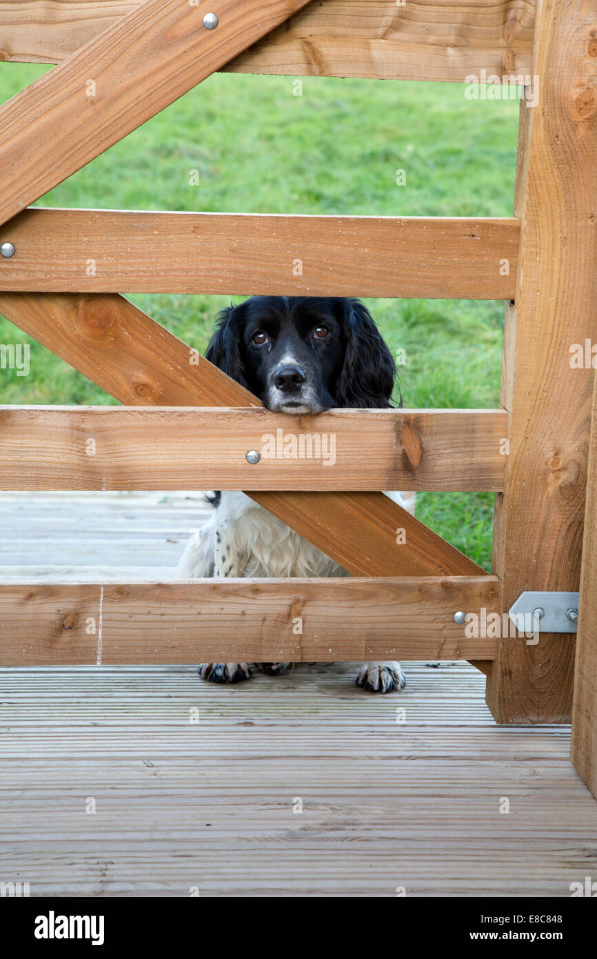 Spaniel Looking Through a Gate; UK Stock Photo - Alamy
