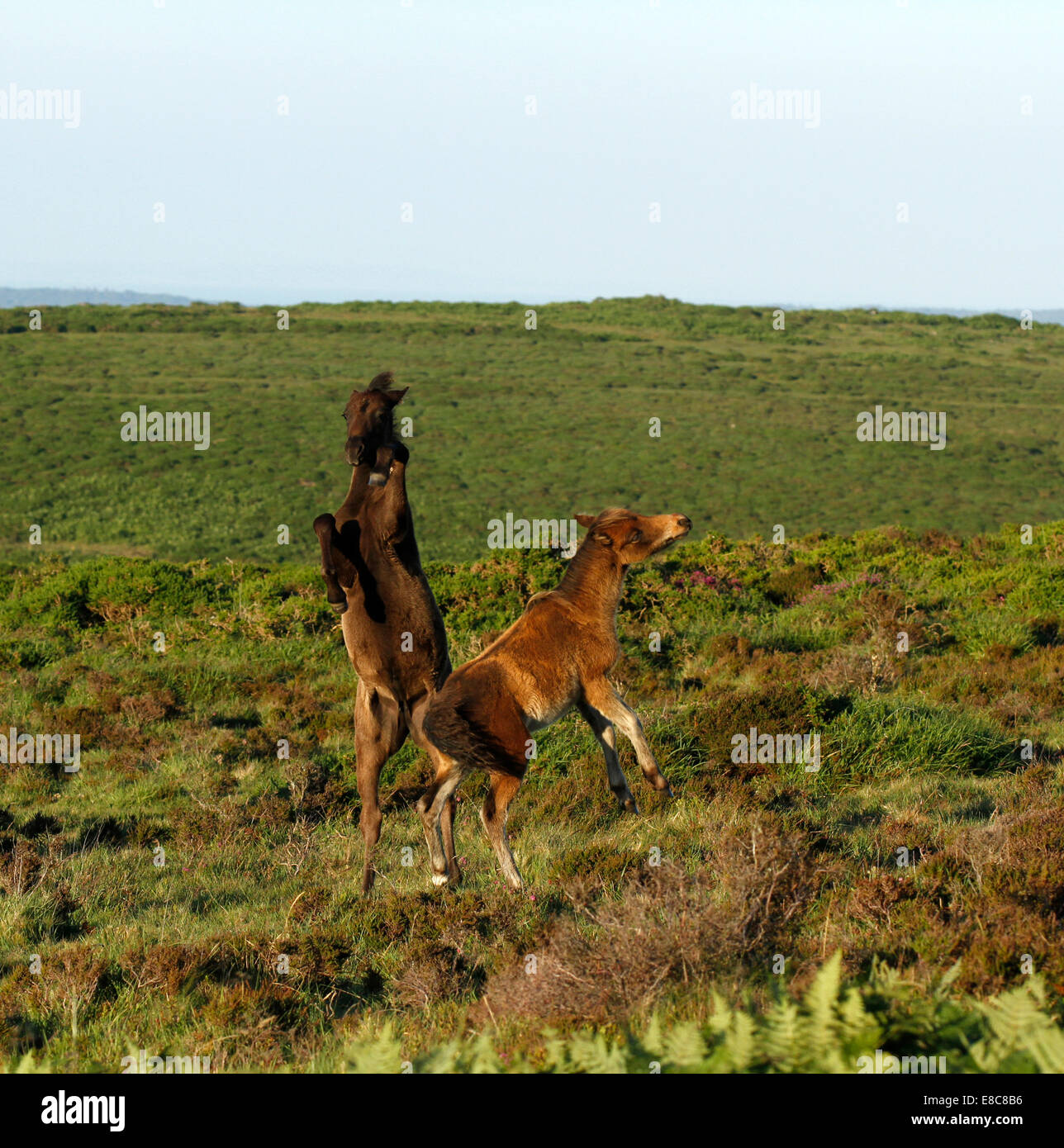 Bucking horse study hi-res stock photography and images - Alamy