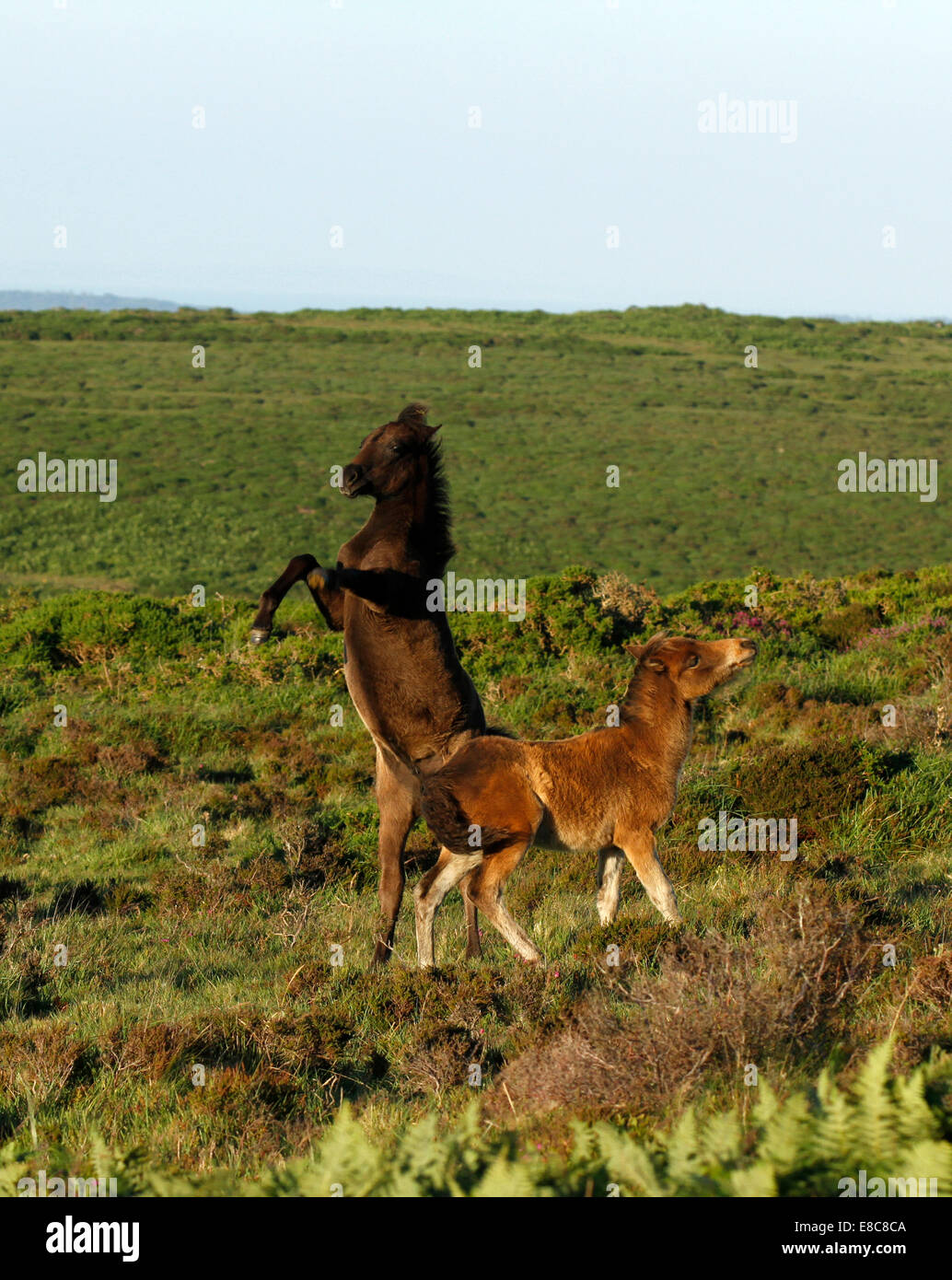 Wild ponies on Dartmoor, two foals play fighting rearing bucking ...