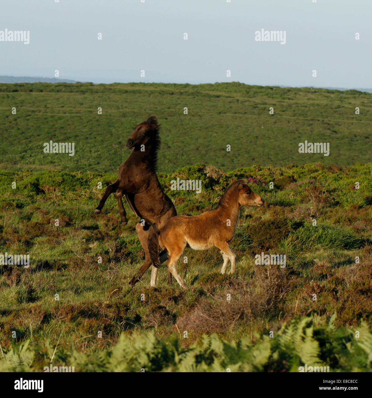 Wild Horses Rearing And Bucking