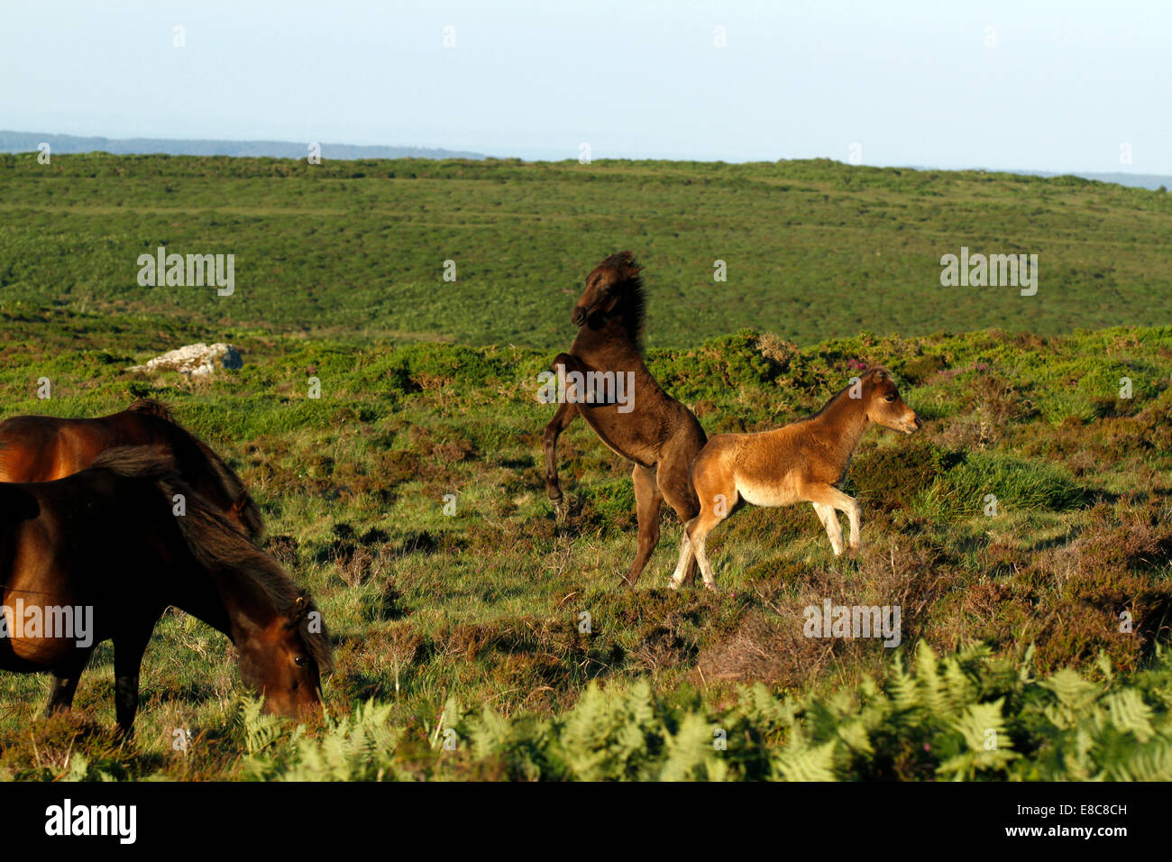 Rearing horse palomino hi-res stock photography and images - Alamy