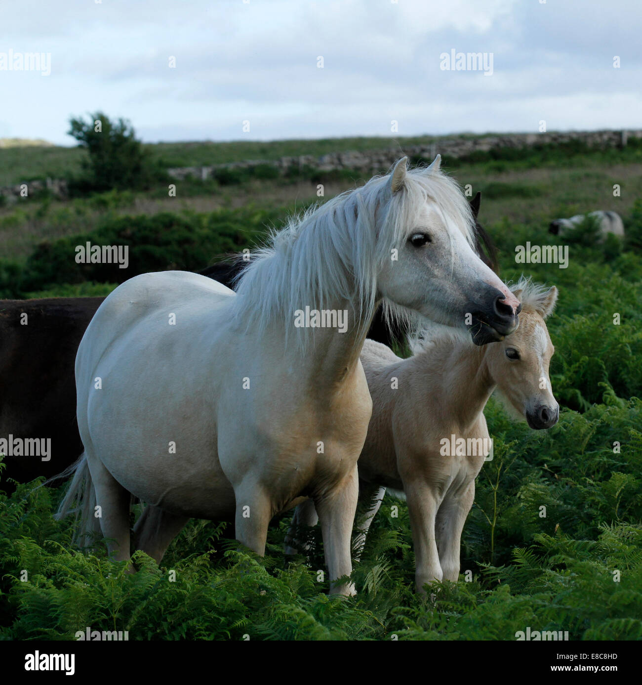 Wild ponies on Dartmoor, cute palomino mare & foal with pink nose ...