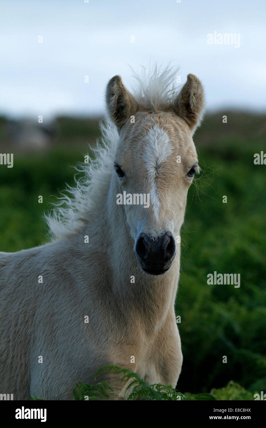Rearing horse palomino hi-res stock photography and images - Alamy