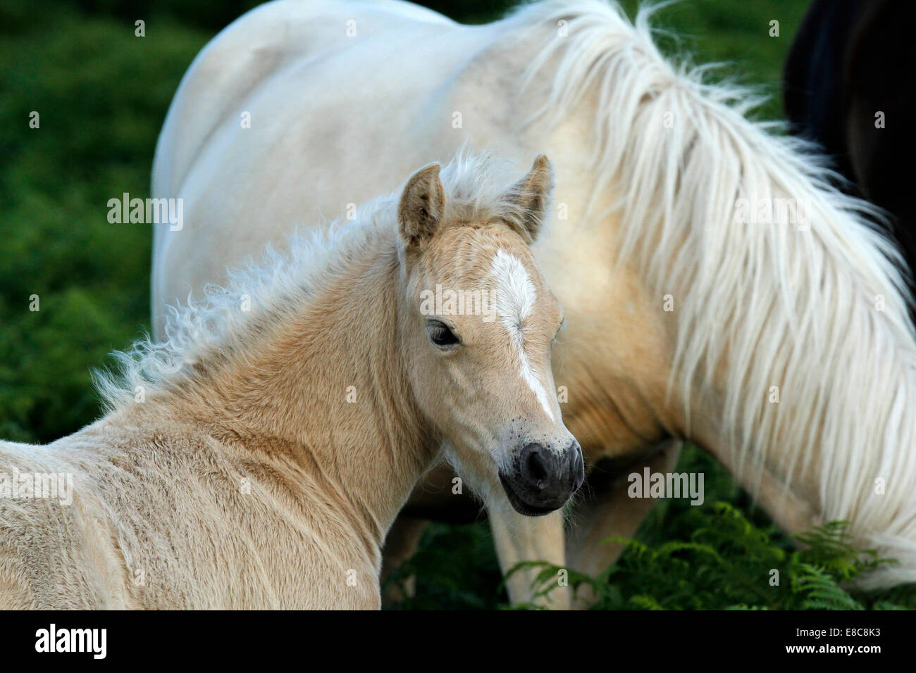 Rearing Horse Palomino High Resolution Stock Photography and Images - Alamy