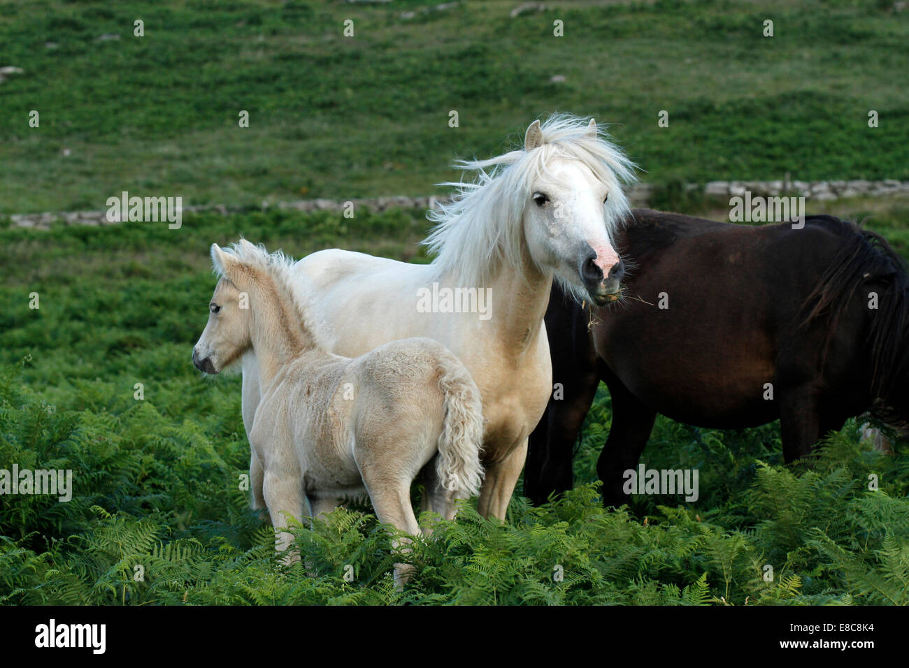 Rearing horse palomino hi-res stock photography and images - Alamy