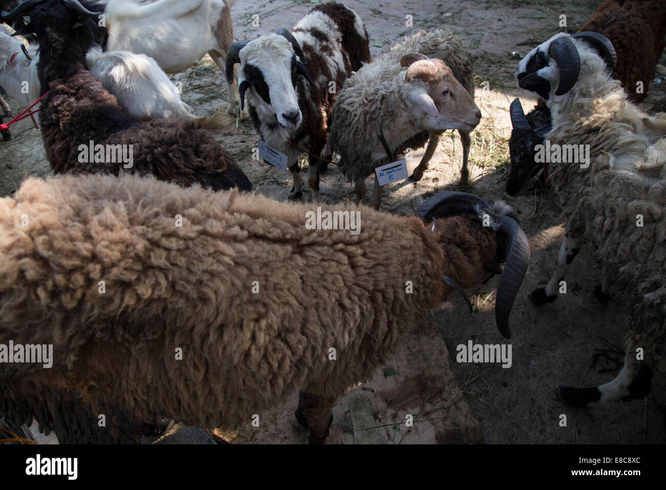 Goats already tagged before butchered. As part of iedul adha day in ...