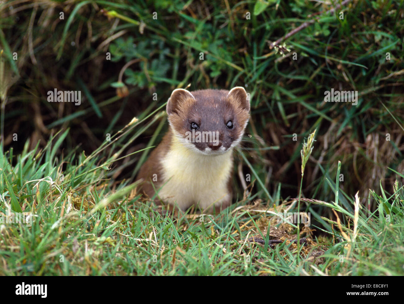 Stoat - Mustela erminea Stock Photo - Alamy