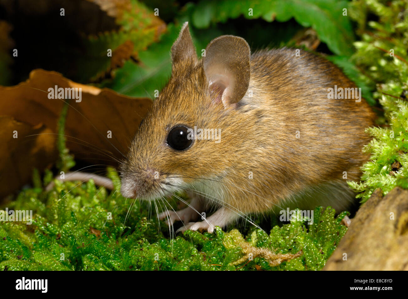 Wood Mouse - Apodemus sylvaticus Stock Photo - Alamy