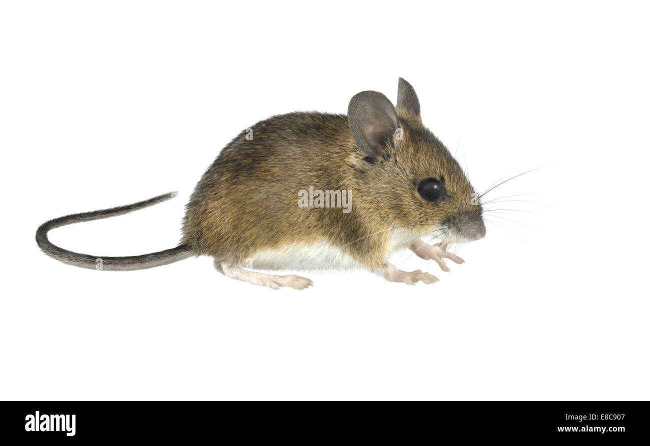 Wood mouse hi-res stock photography and images - Alamy