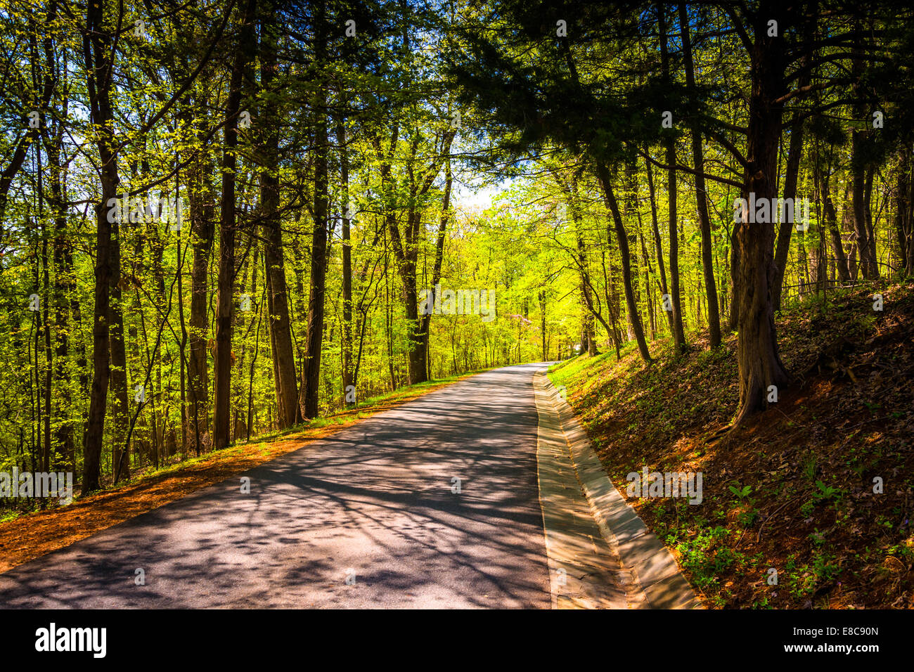 Road through a forest hi-res stock photography and images - Alamy