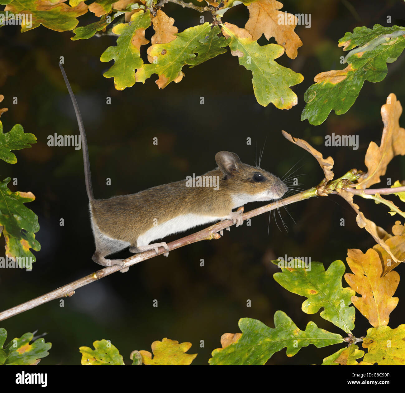 Yellow-necked Mouse - Apodemus flavicollis Stock Photo - Alamy