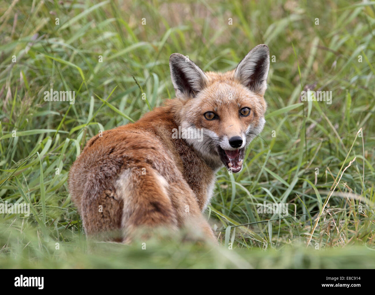 Fox - Vulpes vulpes Stock Photo - Alamy