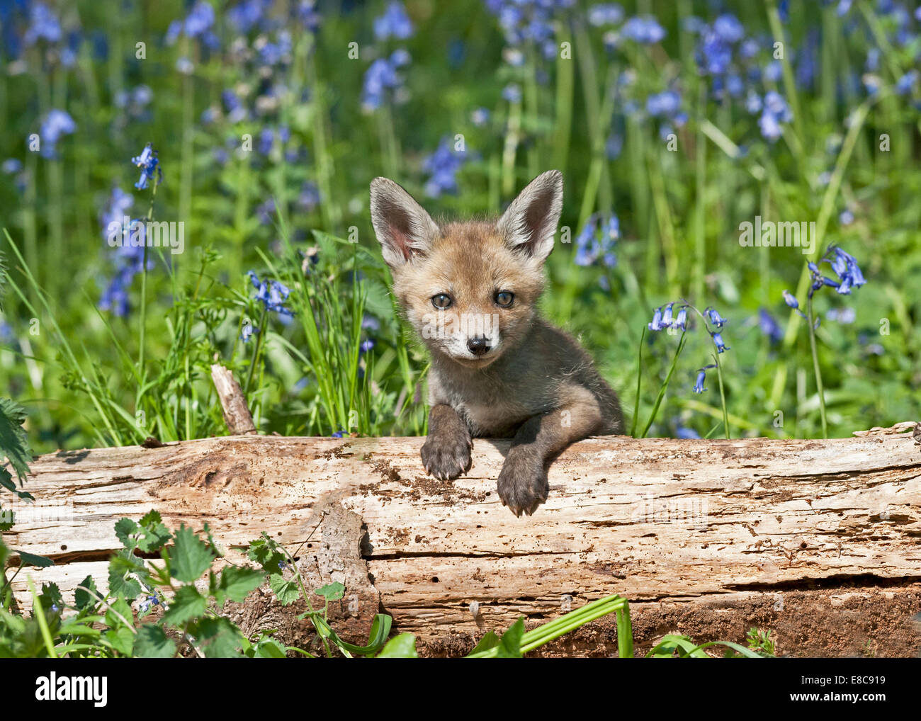 Fox cub hi-res stock photography and images - Alamy