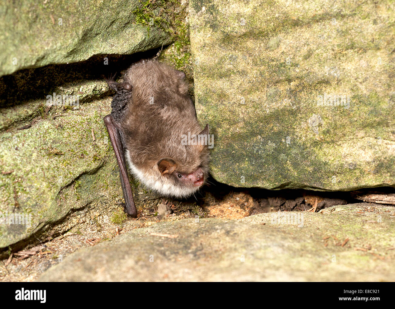 Natterer’s Bat - Myotis nattereri Stock Photo - Alamy