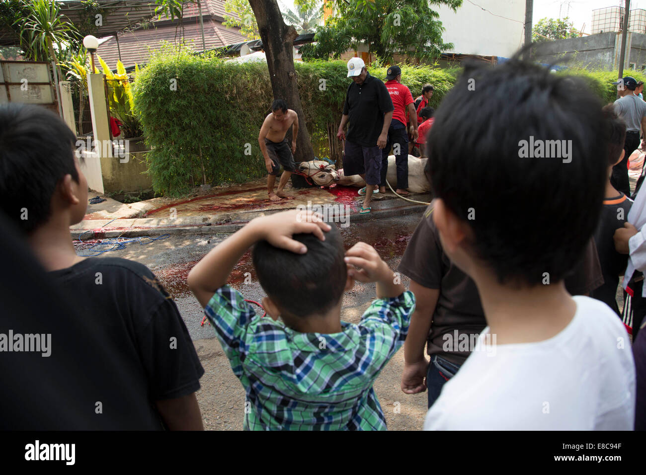 Kids watching the slaughtering process. As part of iedul adha day in ...