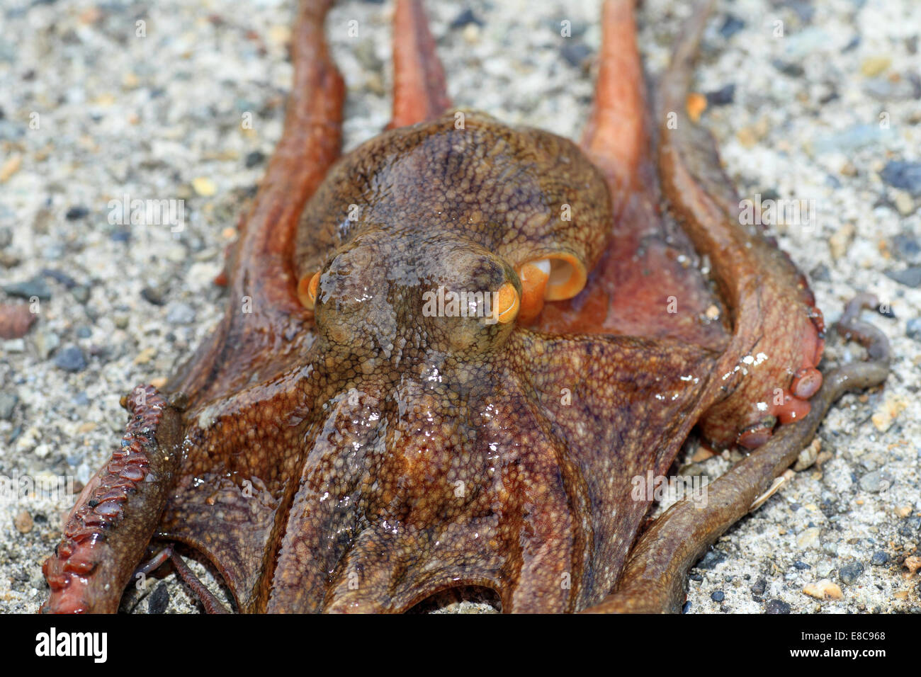 Common octopus (Octopus vulgaris) in Japan Stock Photo - Alamy