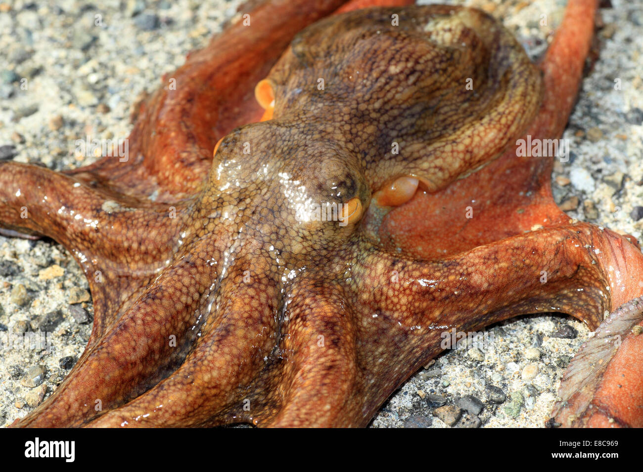 Common octopus (Octopus vulgaris) in Japan Stock Photo - Alamy