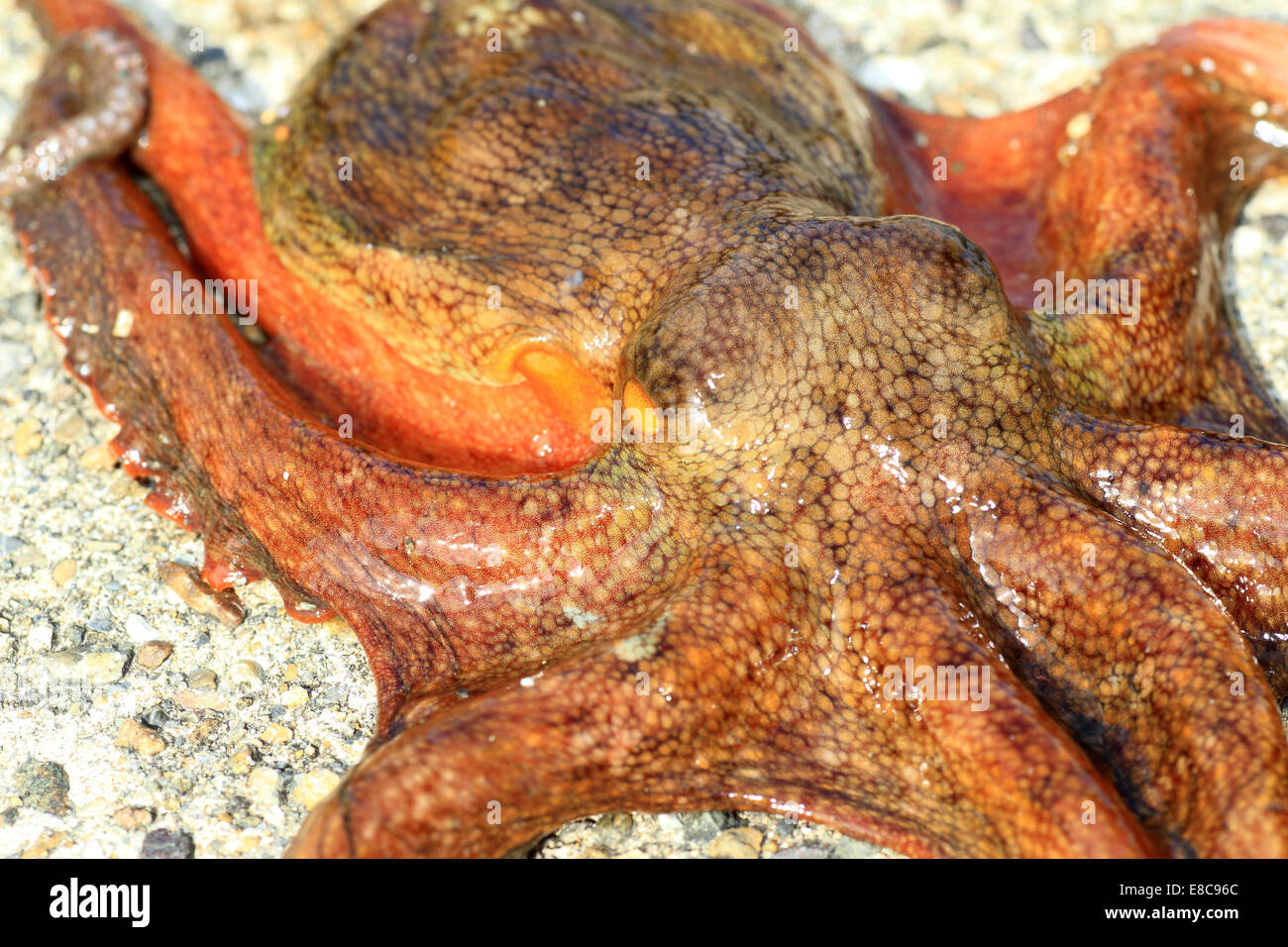 Common octopus (Octopus vulgaris) in Japan Stock Photo - Alamy