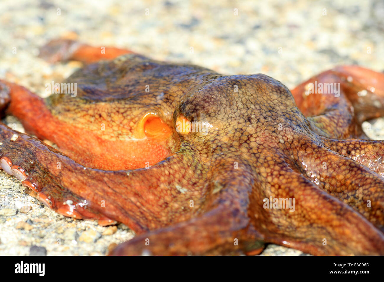 Common octopus (Octopus vulgaris) in Japan Stock Photo - Alamy
