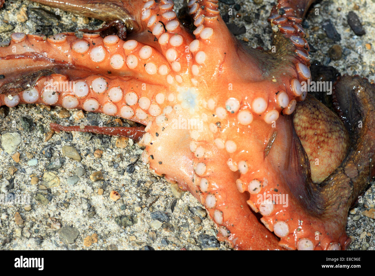 Common octopus (Octopus vulgaris) in Japan Stock Photo - Alamy