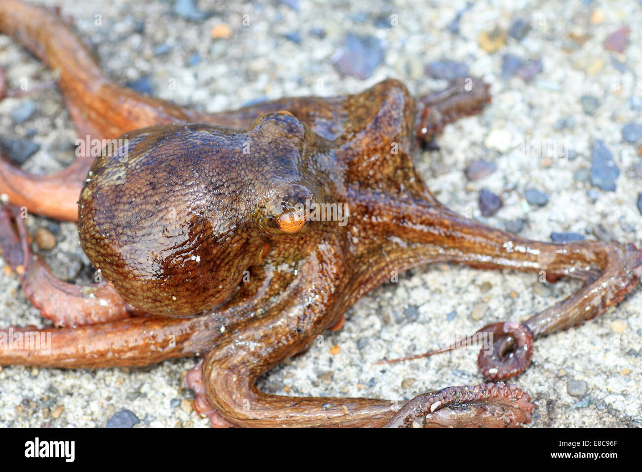 Common octopus (Octopus vulgaris) in Japan Stock Photo - Alamy