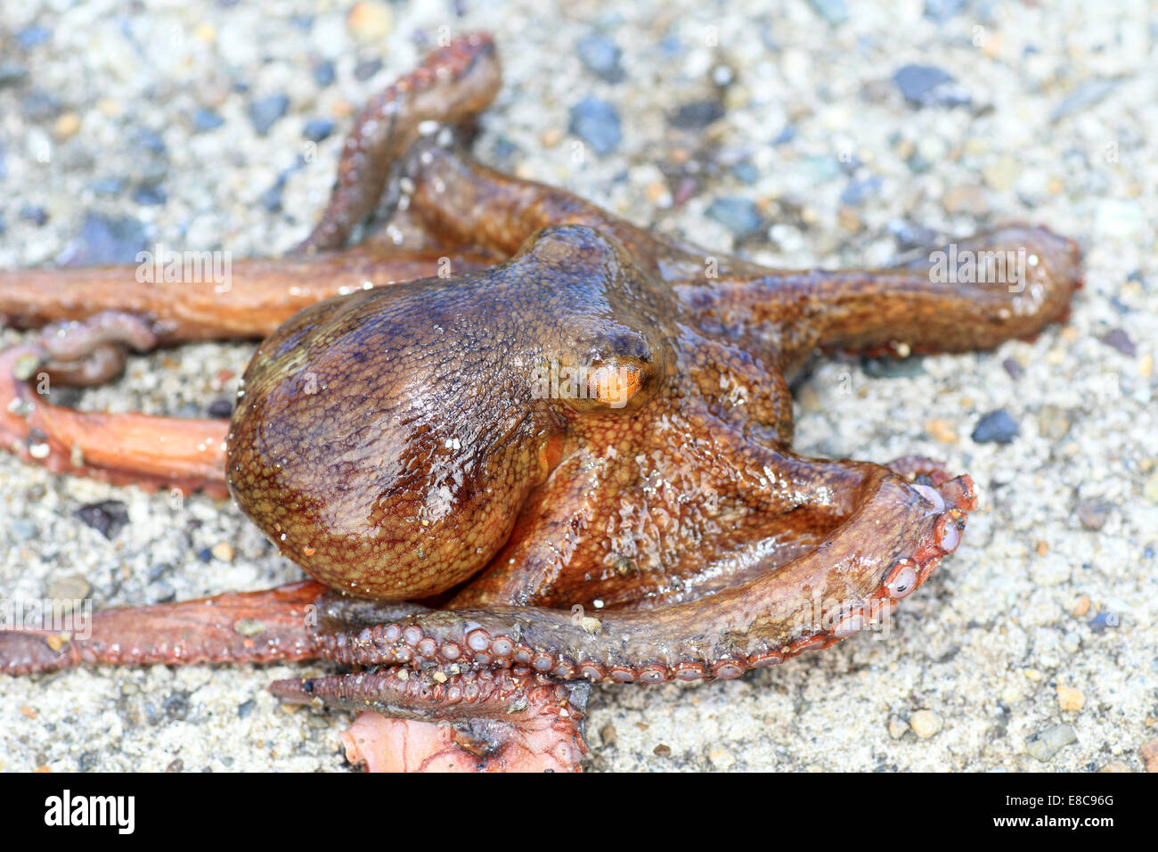 Common octopus (Octopus vulgaris) in Japan Stock Photo - Alamy