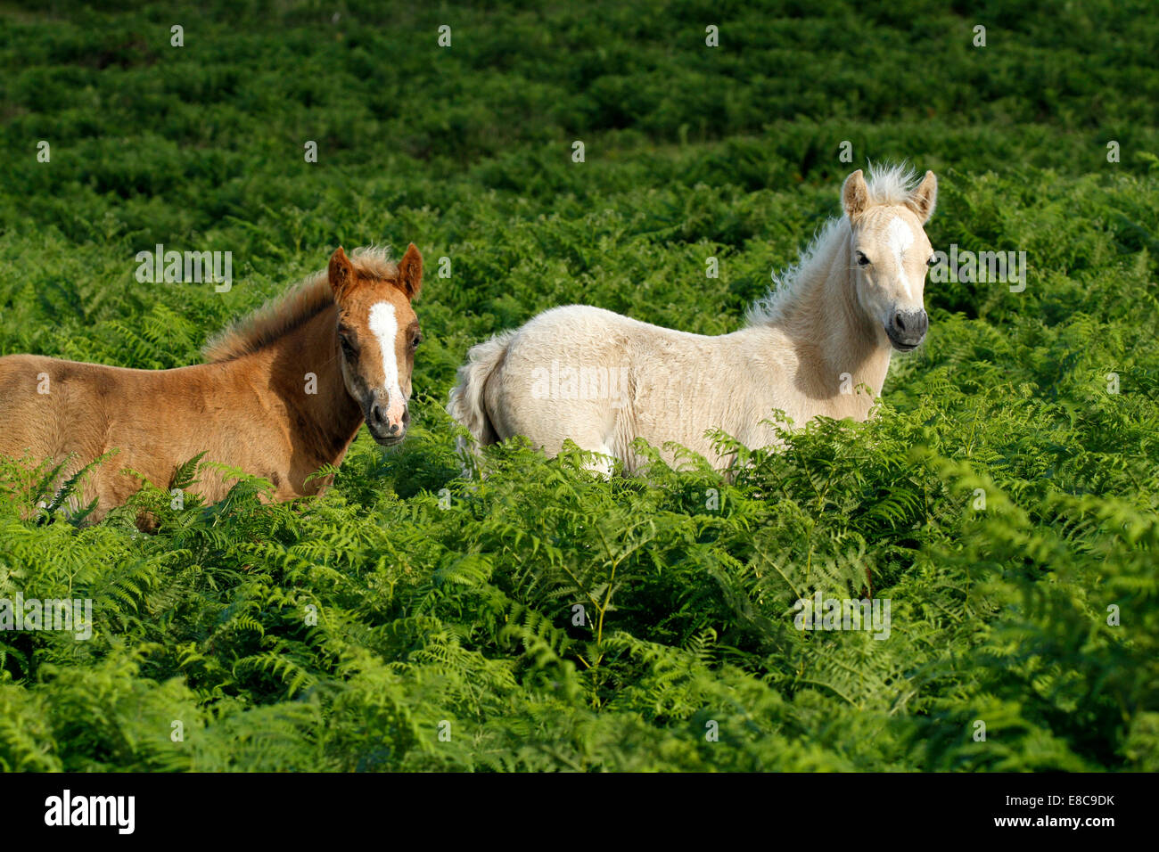 Rearing Horse Palomino High Resolution Stock Photography and Images - Alamy