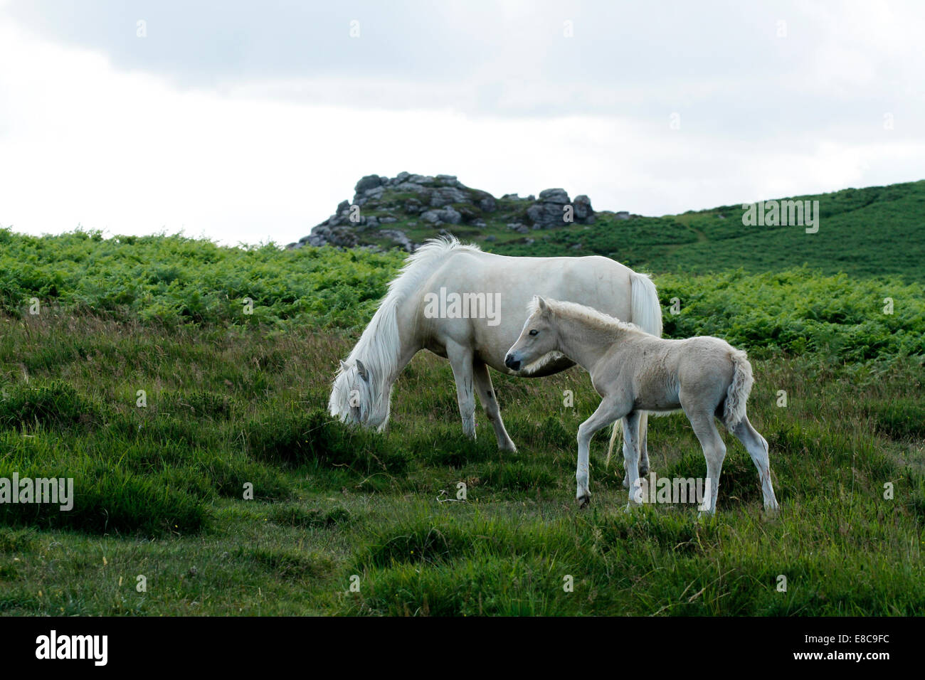 Rearing horse palomino hi-res stock photography and images - Alamy