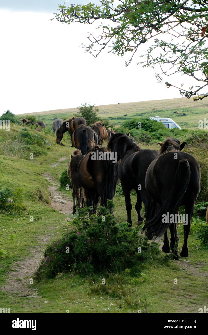 Wild ponies on Dartmoor, walking in a line at Hemsworthy gate. Stallion ...