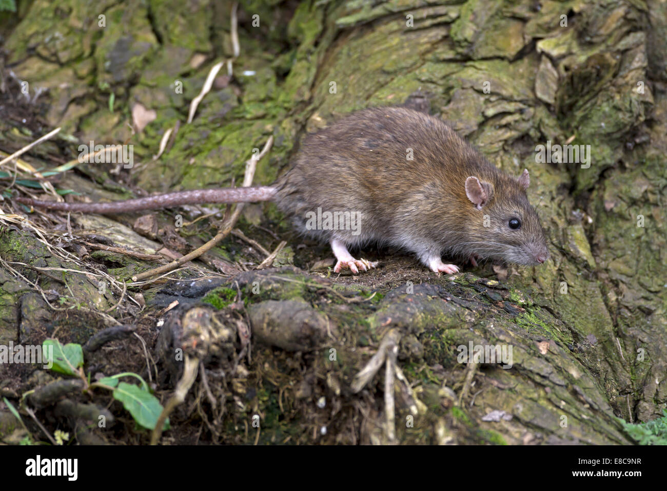 Brown rat rattus norvegicus hi-res stock photography and images - Alamy
