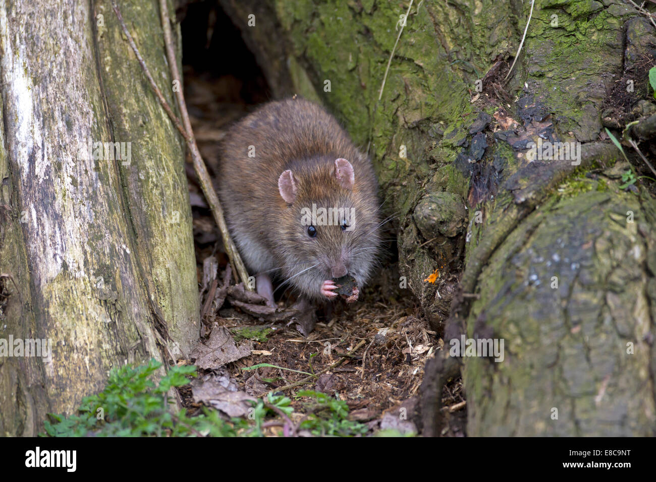 Rodents rattus hi-res stock photography and images - Alamy