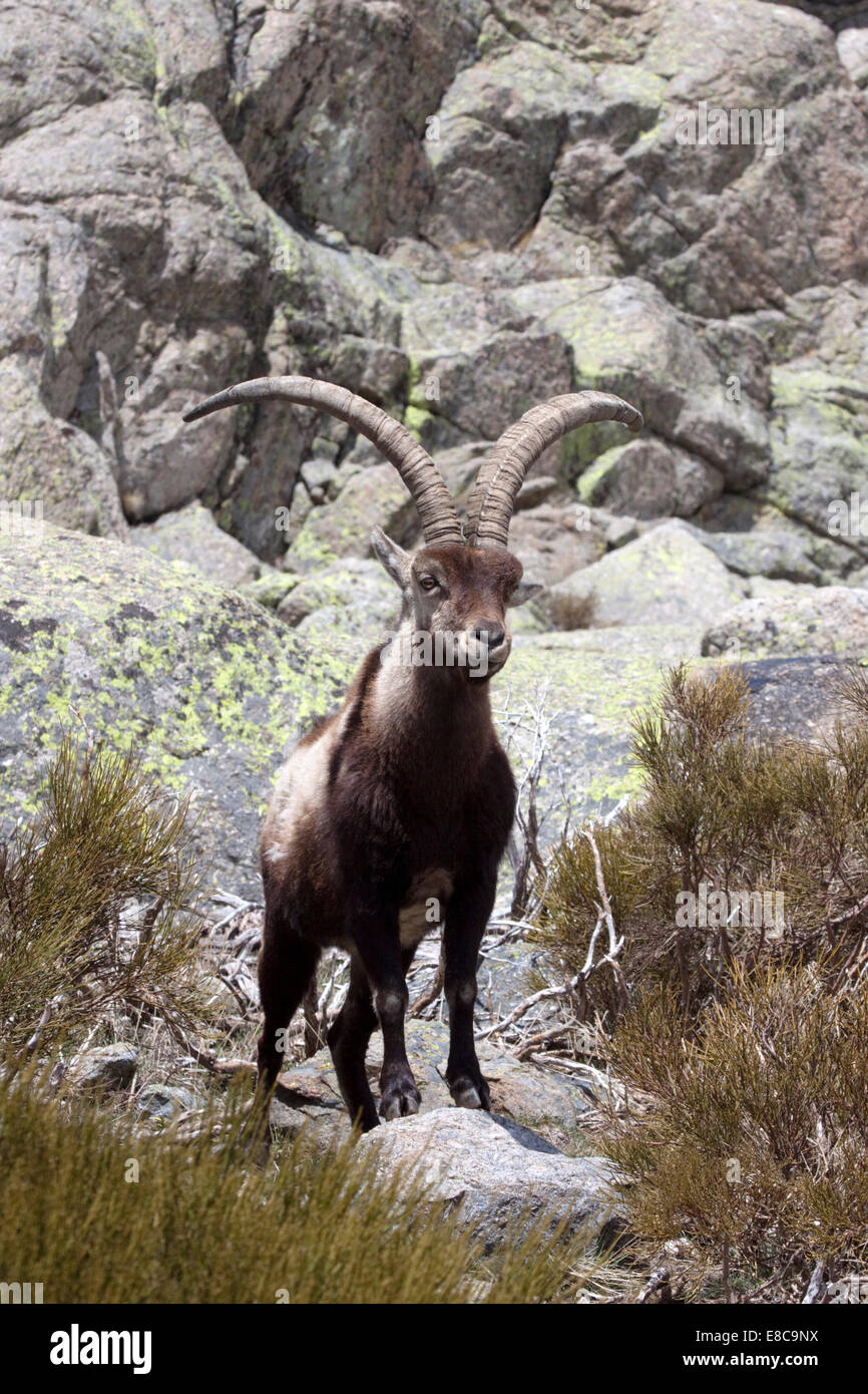 Spanish ibex hi-res stock photography and images - Alamy