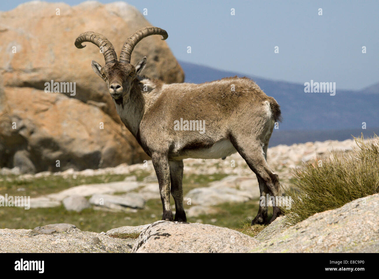 Spanish wild goats hi-res stock photography and images - Alamy