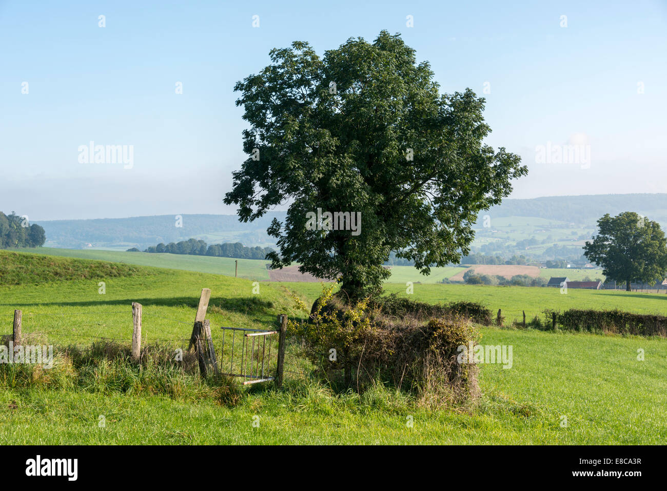Belgium tree hi-res stock photography and images - Alamy